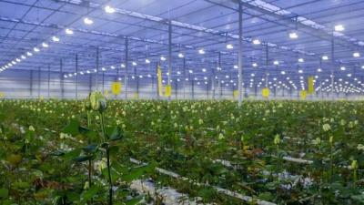 China 30-Day Return Illuminated Growing House for Seedlings Illuminated Cultivation Method for sale
