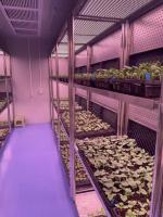 China 30-Day Return Illuminated Growing House for Seedlings Illuminated Cultivation Method for sale