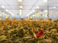 China 30-Day Return Illuminated Growing House for Seedlings Illuminated Cultivation Method for sale