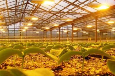 China Tomato Cucumber Lettuce Growing System Gross Weight 2000.000kg Request Customization for sale