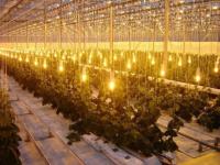China Juxiang Plastic Film Seedling Facility Steel Structure for Convenient Returns Refunds for sale