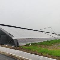 China USA/Ca Agricultural Single-Span Tunnel Film Greenhouse for Mushroom and Vegetables for sale