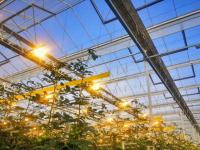 China Multi-Span Planting Room for Seedlings in Greenhouse Package Gross Weight 2000.000kg for sale