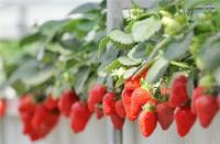China Multi-Span Planting Room for Seedlings in Greenhouse Package Gross Weight 2000.000kg for sale