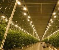 China Customized Request Juxiang Tomato Cucumber Lettuce Structure Illuminating Greenhouse for sale