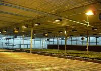 China Customized Request Juxiang Tomato Cucumber Lettuce Structure Illuminating Greenhouse for sale