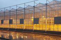 China Customized Request Juxiang Tomato Cucumber Lettuce Structure Illuminating Greenhouse for sale