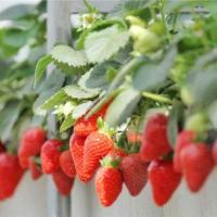 China Return refunds Guaranteed Multi-Span Greenhouse for Growing Tomato Cucumber Lettuce for sale