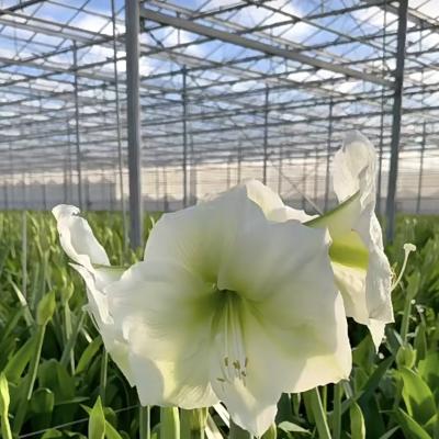 China Commercial Greenhouse Hydroponic System Customization and Affordability at Reasonable for sale