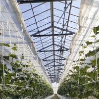 China Commercial Greenhouse Hydroponic System Customization and Affordability at Reasonable for sale