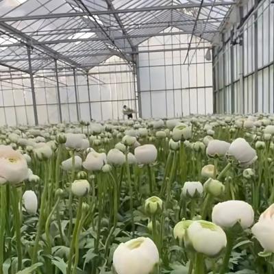 China 50.00cm * 60.00cm * 80.00cm Package Size Glass Greenhouse Hydroponics Growing System for sale