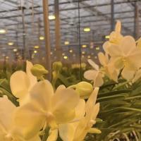 China 50.00cm * 60.00cm * 80.00cm Package Size Glass Greenhouse Hydroponics Growing System for sale