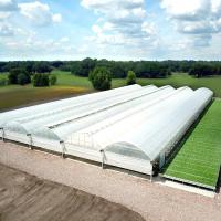 China Agricultural Multi-Span Plastic Tunnel Film Greenhouse with Eaves Height from 3m to 8m for sale