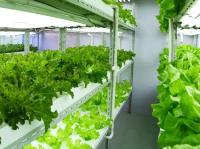 China Wet Curtain Controlled Inlluminating Greenhouse for 2000.000kg Package Gross Weight for sale