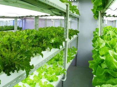 China Wet Curtain Controlled Inlluminating Greenhouse for 2000.000kg Package Gross Weight for sale