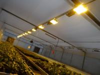 China Wet Curtain Controlled Inlluminating Greenhouse for 2000.000kg Package Gross Weight for sale