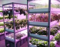 China Wet Curtain Controlled Inlluminating Greenhouse for 2000.000kg Package Gross Weight for sale