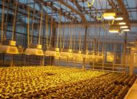 China Wet Curtain Controlled Inlluminating Greenhouse for 2000.000kg Package Gross Weight for sale