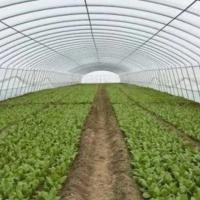 China Arched Roof Agricultural Multi-Span Plastic Tunnel JX-PC Green House for Agriculture for sale
