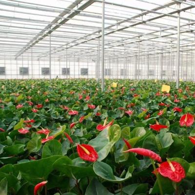 China Customization Steel Structure Origin Glass Greenhouse Hydroponics System for Flowers for sale