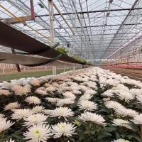 China Double Layer Venlo Glass Greenhouse Hydroponic Production System with Drip Irrigation for sale