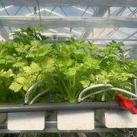 China Maximize Growth with Soilless Culture System in Arched Roof Container Greenhouse for sale