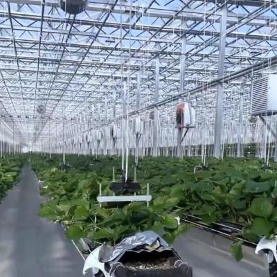 China Multi-Span Hydroponics Growing with Good Light Transmission and Customizable Options for sale