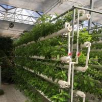 China Customized Soilless Culture Solutions for Glass Greenhouse Department Cover Material Film for sale