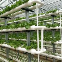 China Customized Soilless Culture Solutions for Glass Greenhouse Department Cover Material Film for sale