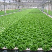China Customized Soilless Culture Solutions for Glass Greenhouse Department Cover Material Film for sale