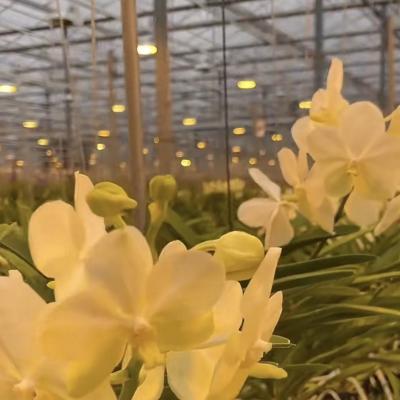 China Professional of Drip Irrigation Glass Greenhouse Hydroponic System for Vegetables for sale