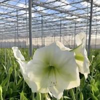 China Professional of Drip Irrigation Glass Greenhouse Hydroponic System for Vegetables for sale
