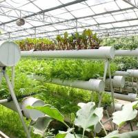 China High Yield Greenhouse Hydroponic System Customization for Commercial Sustainability for sale