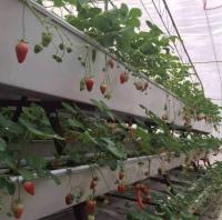 China High Yield Greenhouse Hydroponic System Customization for Commercial Sustainability for sale