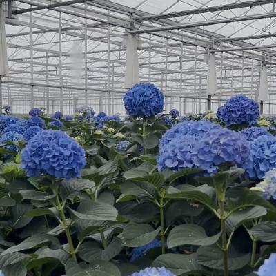 China Shipping Cost JX-A0059 Reasonably Priced Glass Greenhouse Hydroponics System for Flowers for sale