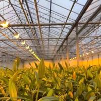 China Shipping Cost JX-A0059 Reasonably Priced Glass Greenhouse Hydroponics System for Flowers for sale