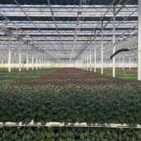 China Shipping Cost JX-A0059 Reasonably Priced Glass Greenhouse Hydroponics System for Flowers for sale