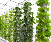 China Farming Film Greenhouse Hydroponic Setup with Steel Structure and Large-Scale Capacity for sale