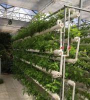 China Farming Film Greenhouse Hydroponic Setup with Steel Structure and Large-Scale Capacity for sale