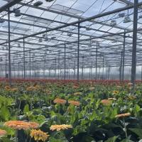 China Venlo Glass Greenhouse Hydroponics System for Vegetables Made in the Netherlands for sale