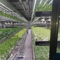 China Film Farming Made Easy Advanced Soilless Culture Techniques for Commercial Greenhouse for sale