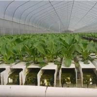 China Film Farming Made Easy Advanced Soilless Culture Techniques for Commercial Greenhouse for sale