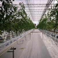 China Film Farming Made Easy Advanced Soilless Culture Techniques for Commercial Greenhouse for sale