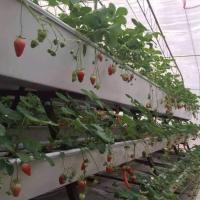 China Film Farming Made Easy Advanced Soilless Culture Techniques for Commercial Greenhouse for sale