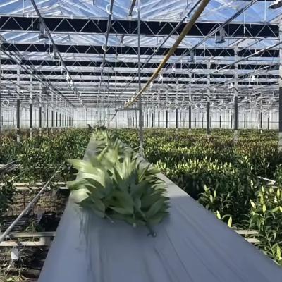 China 100.000kg Package Gross Weight Glass Greenhouse Hydroponics System with Drip Irrigation for sale