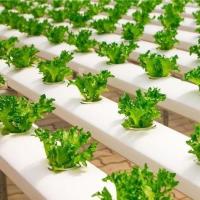 China Film Greenhouse Hydroponic System Package Gross Weight 2000.000kg Customized Request for sale