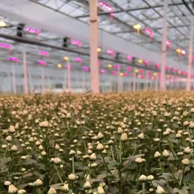 China Greenhouse Hydroponics Growing System with Shading Screen Steel Structure US Currency for sale