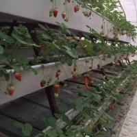 China 6/9.6/12meters Cultivation Method Hydroponic System for Juxiang Film Greenhouse Easy for sale