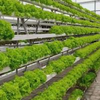 China 6/9.6/12meters Cultivation Method Hydroponic System for Juxiang Film Greenhouse Easy for sale