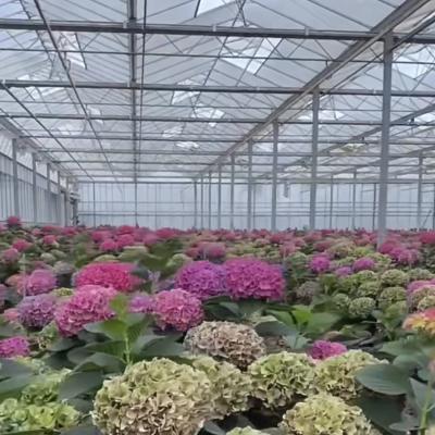 China JX-A0064 Large Float Single Layer Hollow Glass Greenhouse for Hydroponics Growing for sale